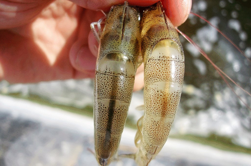 Hepatopancreatic Parvovirus (HPV)