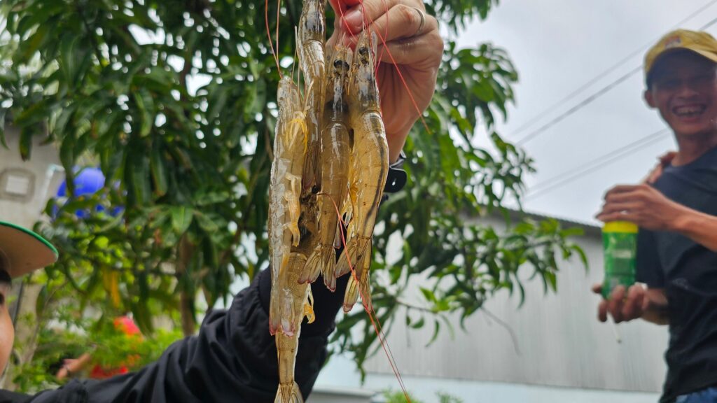 Nghiên Cứu: Nuôi Tôm Với Hàu Và Rong Biển Giúp Cắt Giảm Lượng Nitơ Thải Ra